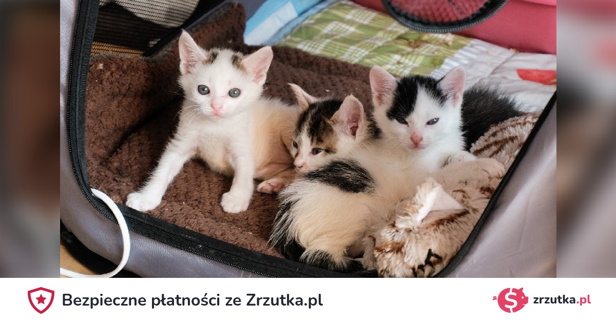 Zrzutka: Okaż serce z okazji Dnia Kocich Sierotek | Wiktoria Rogowska