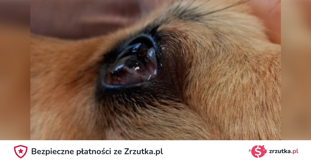 Zrzutka: Latte - chore oko :( | Iwona Kuśnierek