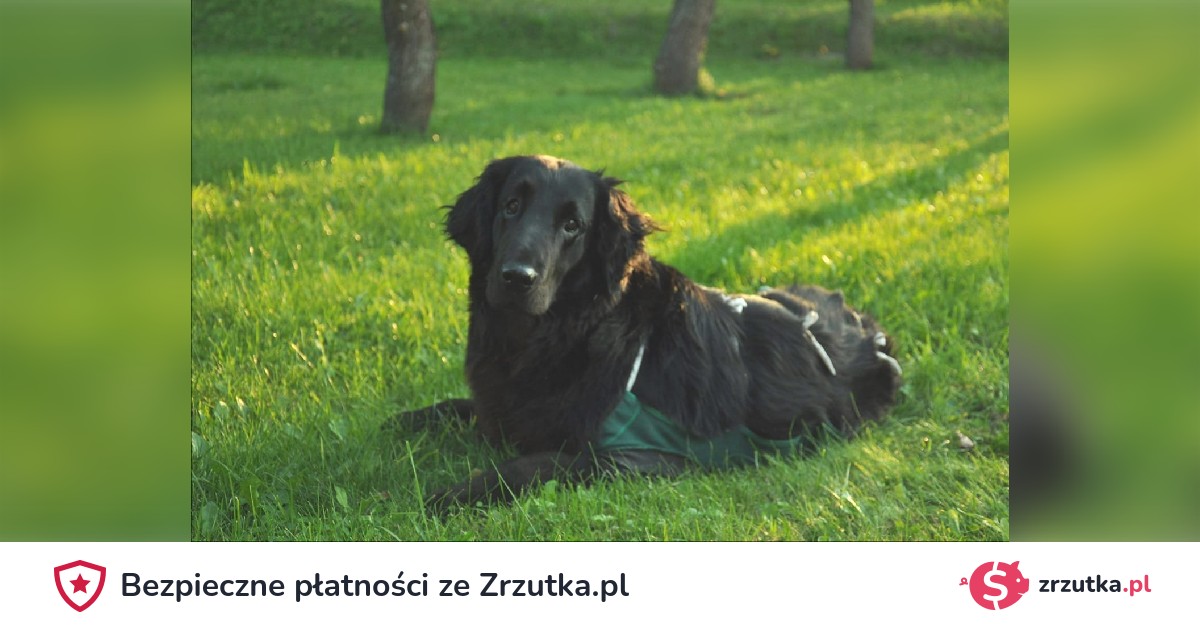 Zrzutka: Wsparcie na leczenie ukochanego psa | Beata Stopa