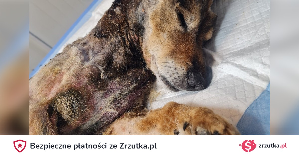 Zrzutka: Psiak w stanie agonalnym znaleziony w polach... na pomoc ...
