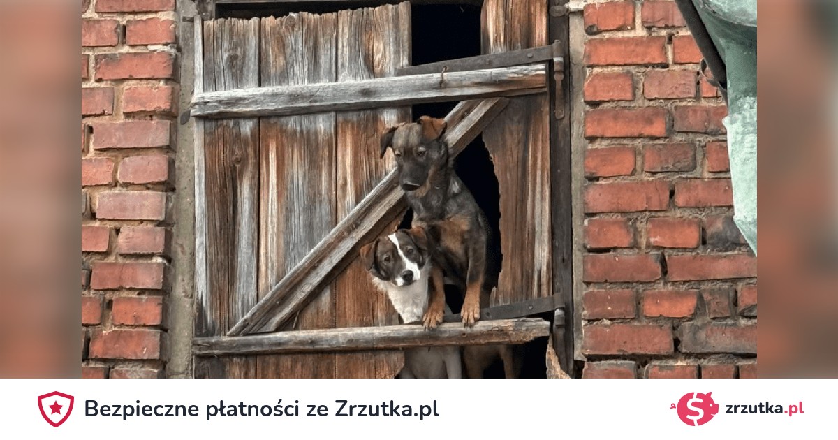 Zrzutka: Pomoc dla Kiry i Foxa! | Towarzystwo Opieki nad Zwierzętami w ...