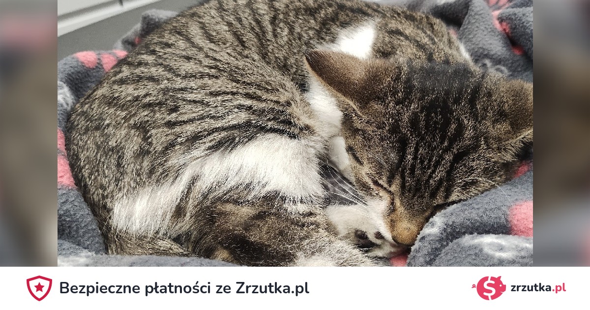 Zrzutka: Na operację dla potrąconego kotka | Adam Zdrojewski