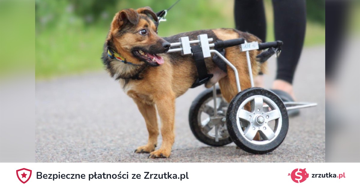 Zrzutka: BNP Paribas and friends - help for the puppies from Judyta ...
