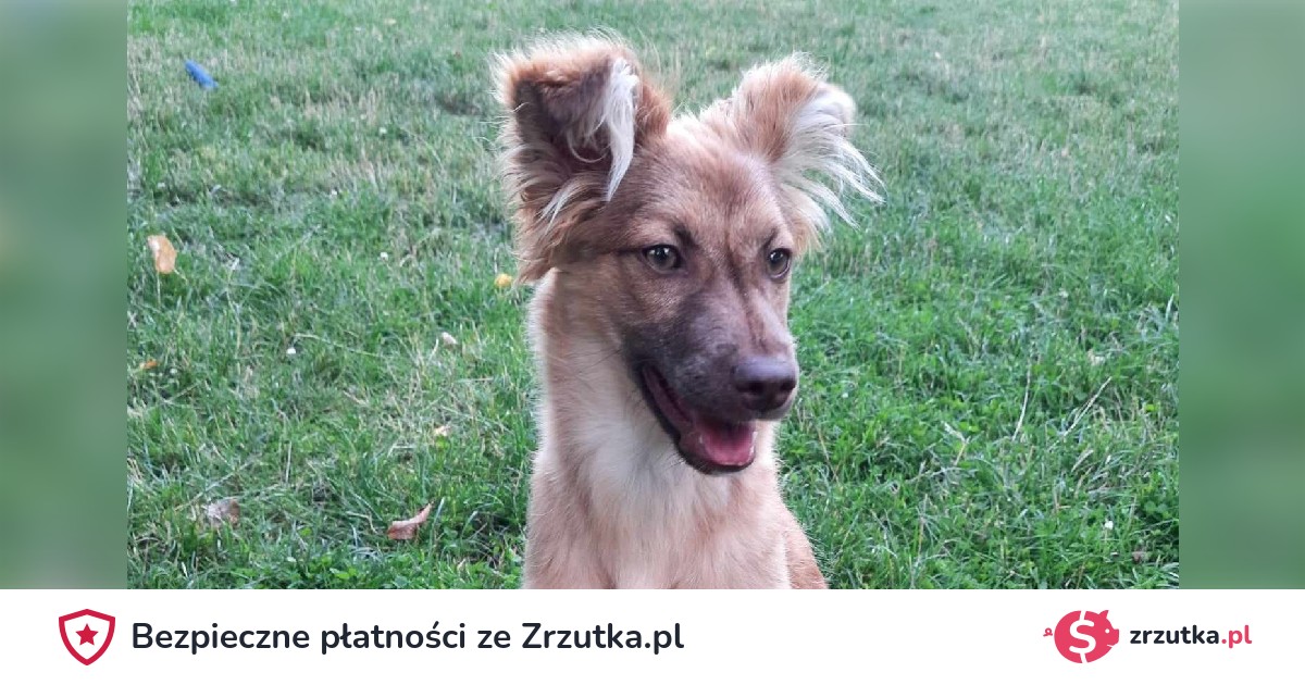 Zrzutka: "..., aby adoptowanym psom, żyło się lepiej" | Working Dogs ...