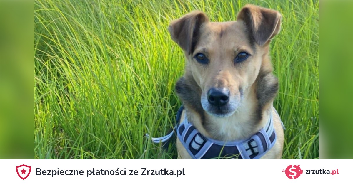 Zrzutka: Zbiórka na leczenie Piketa! | Hanna Szymaniak