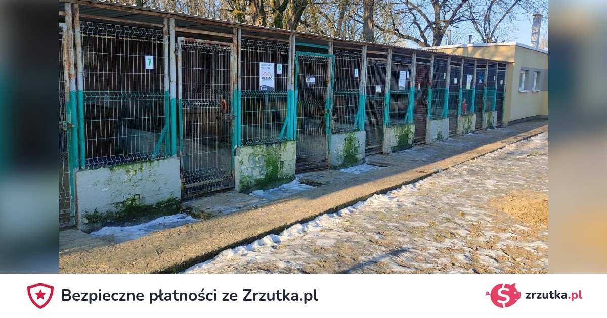 Zrzutka: Bo one nie poproszą same – zbiórka na schronisko | Alicja ...