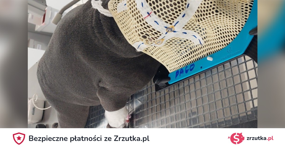 Zrzutka: Pomoc w leczeniu buldożka | Adam Rudy
