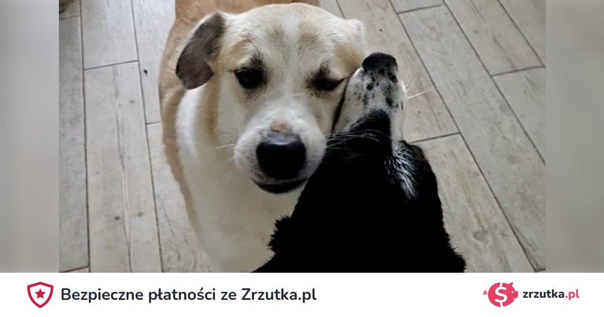 Zrzutka: Maya i Buddy | Barbara Chmiel