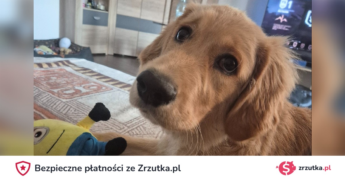 Zrzutka: Pomoc dla Bulleta 5 miesięczny psiak z wadą serca | Małgorzata ...