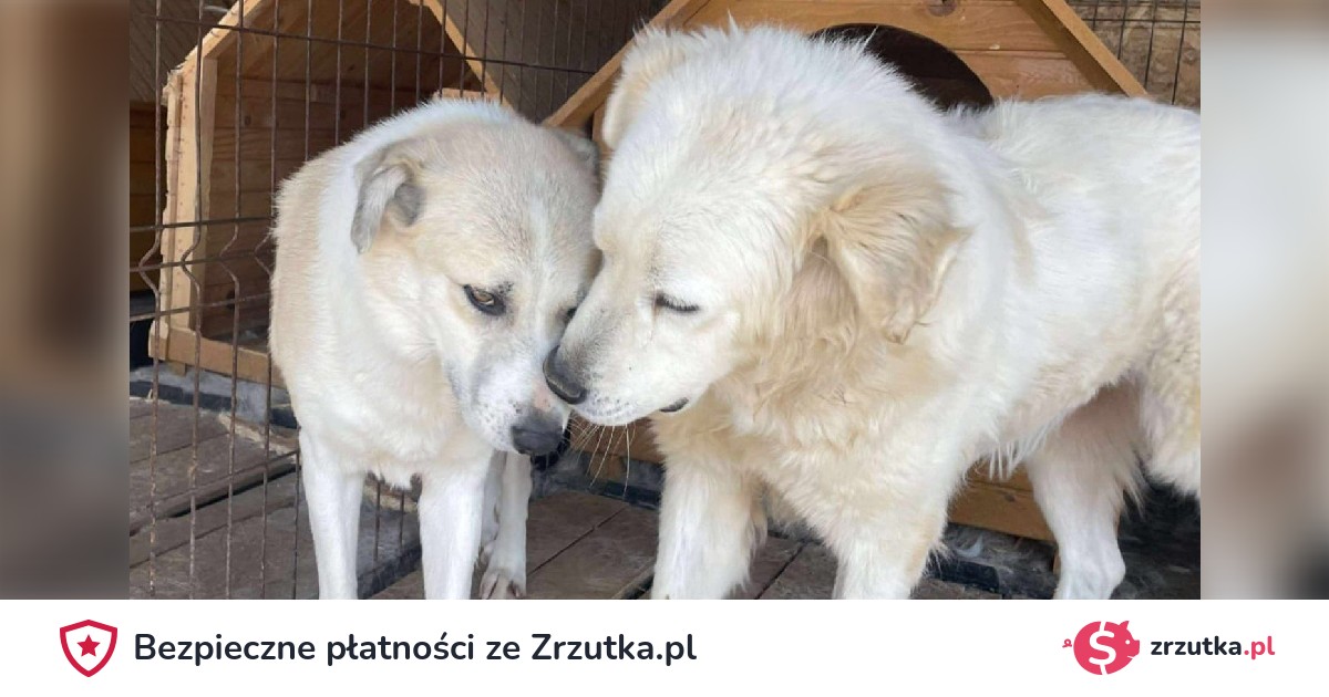 Zrzutka: Pies bez imienia | Barbara Chmiel