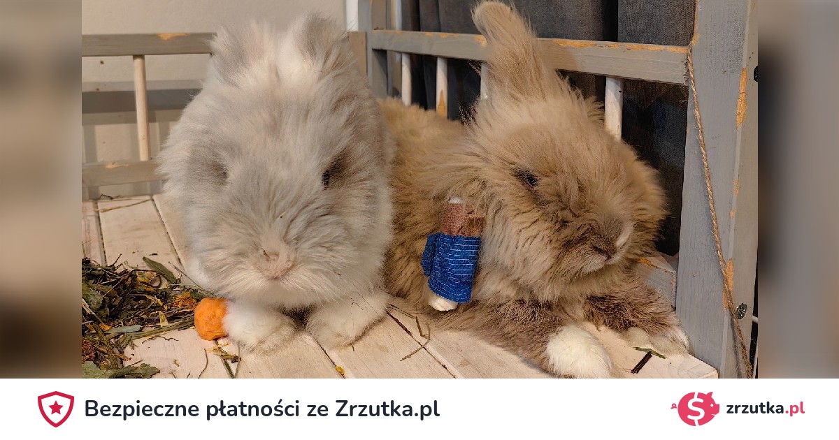 Zrzutka: Leczenie Króliczka Stasia | Zofia Piotrowska