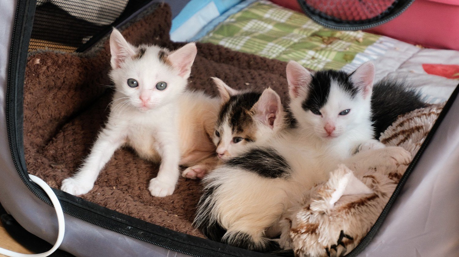 Zrzutka: Okaż serce z okazji Dnia Kocich Sierotek | Wiktoria Rogowska