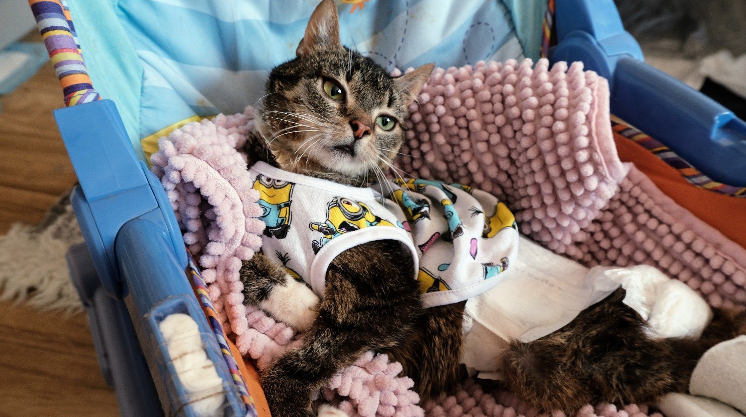 Zrzutka: Okaż serce z okazji Dnia Kocich Sierotek | Wiktoria Rogowska