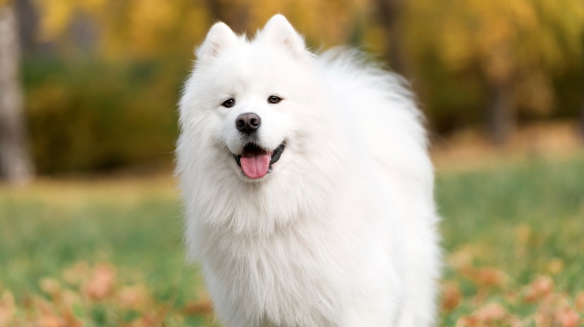 Pies Samoyed | zrzutka.pl