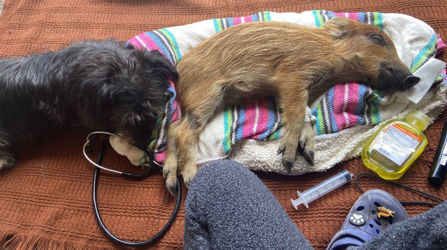 Zrzutka: Na banany, arbuzy i Gerberki dla młodego dziczka! | Fundacja ...