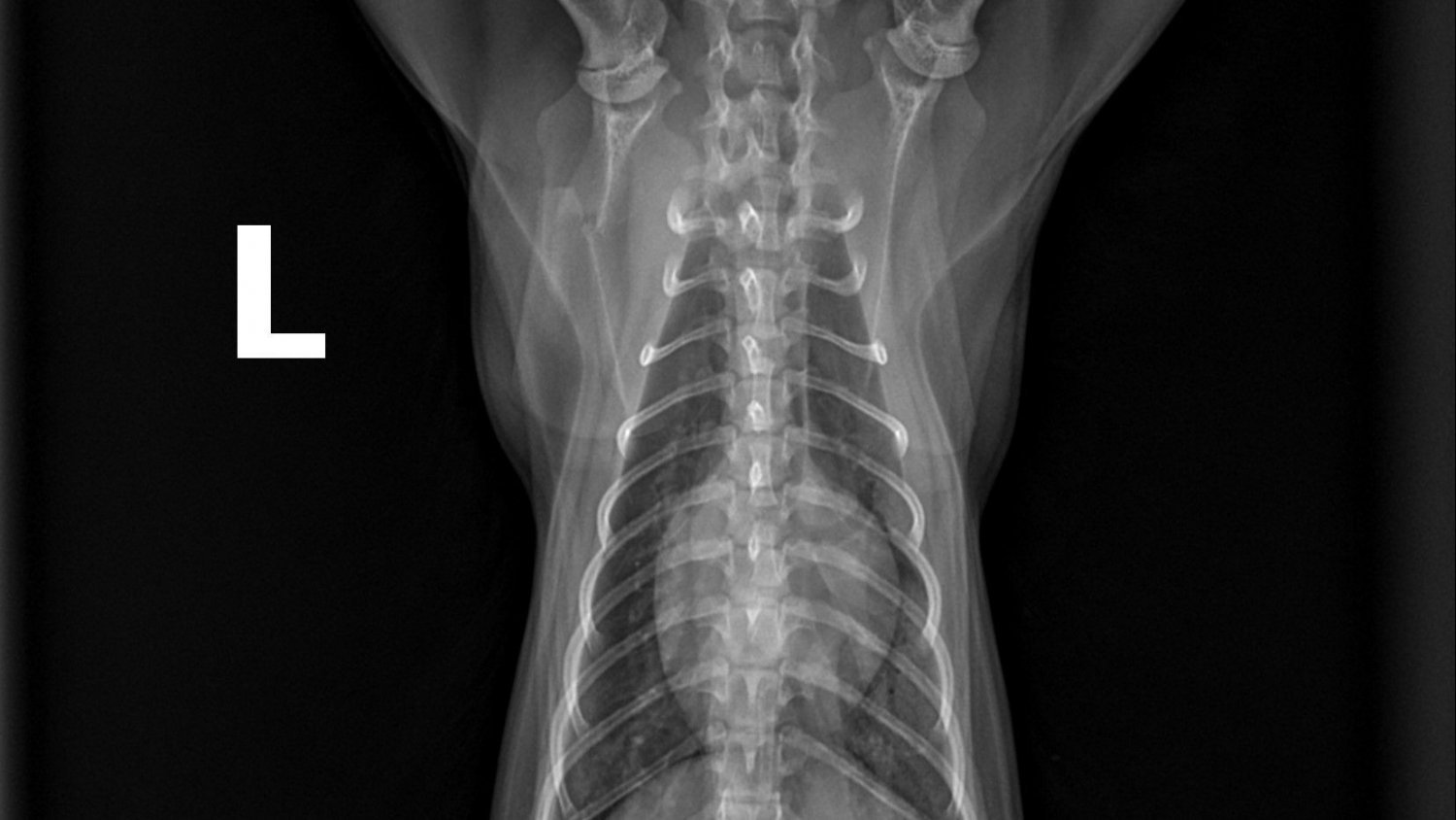 Zrzutka: Operacja kota | Pamela Banaś