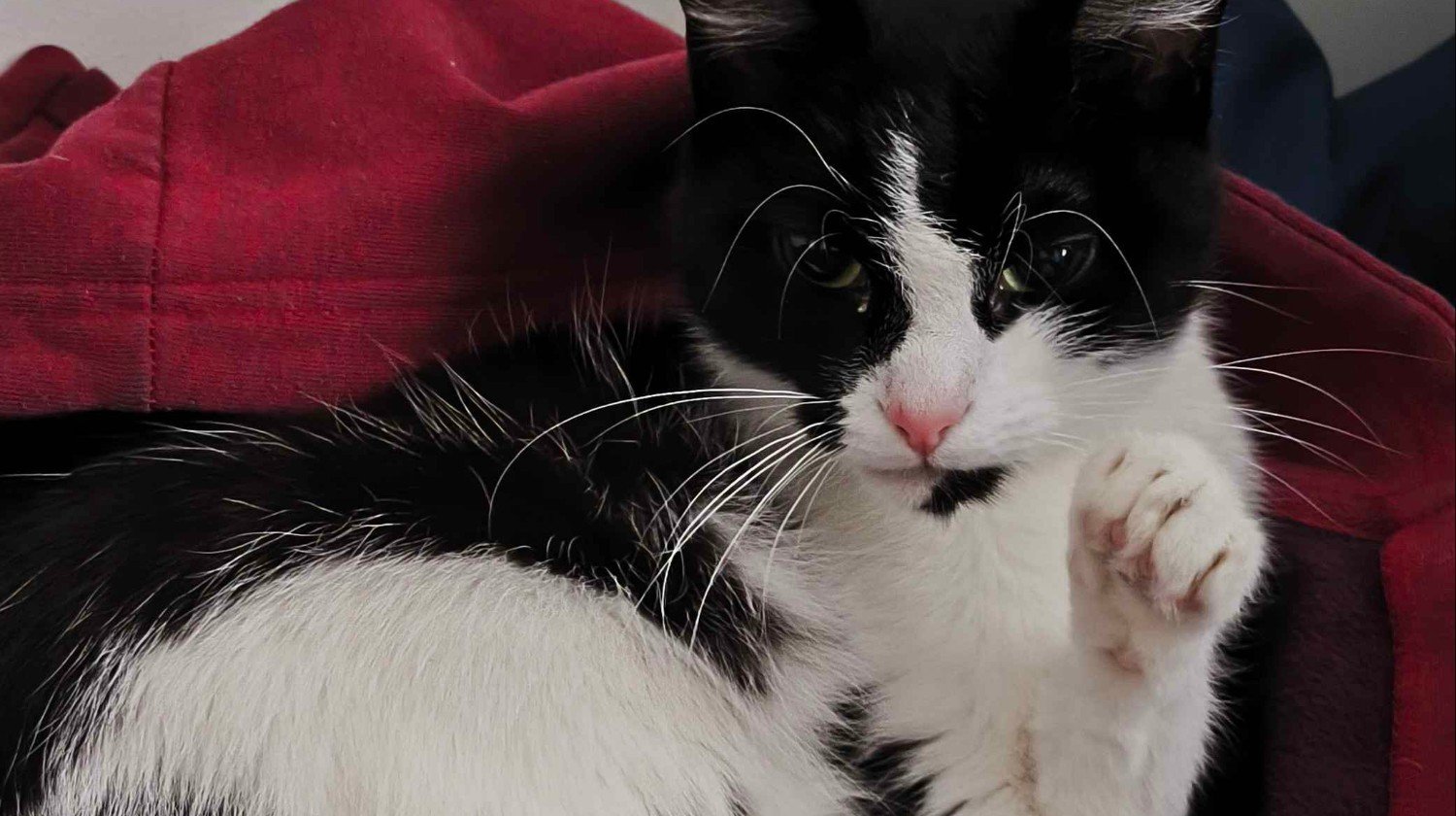 Zrzutka: Ratunek dla Arii- Pomóż uratować kocie serduszko | Anna Łucka