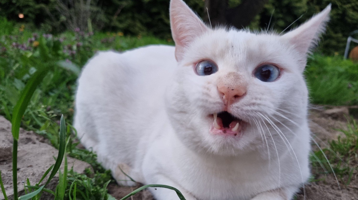 Zrzutka: Operacja kota po wypadku | Paulina Wielgosz