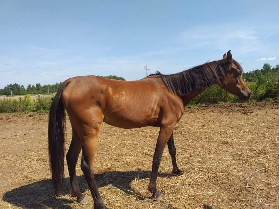 Operacja Nadiva konia czystej krwii arabskiej z osteochondrozą | zrzutka.pl