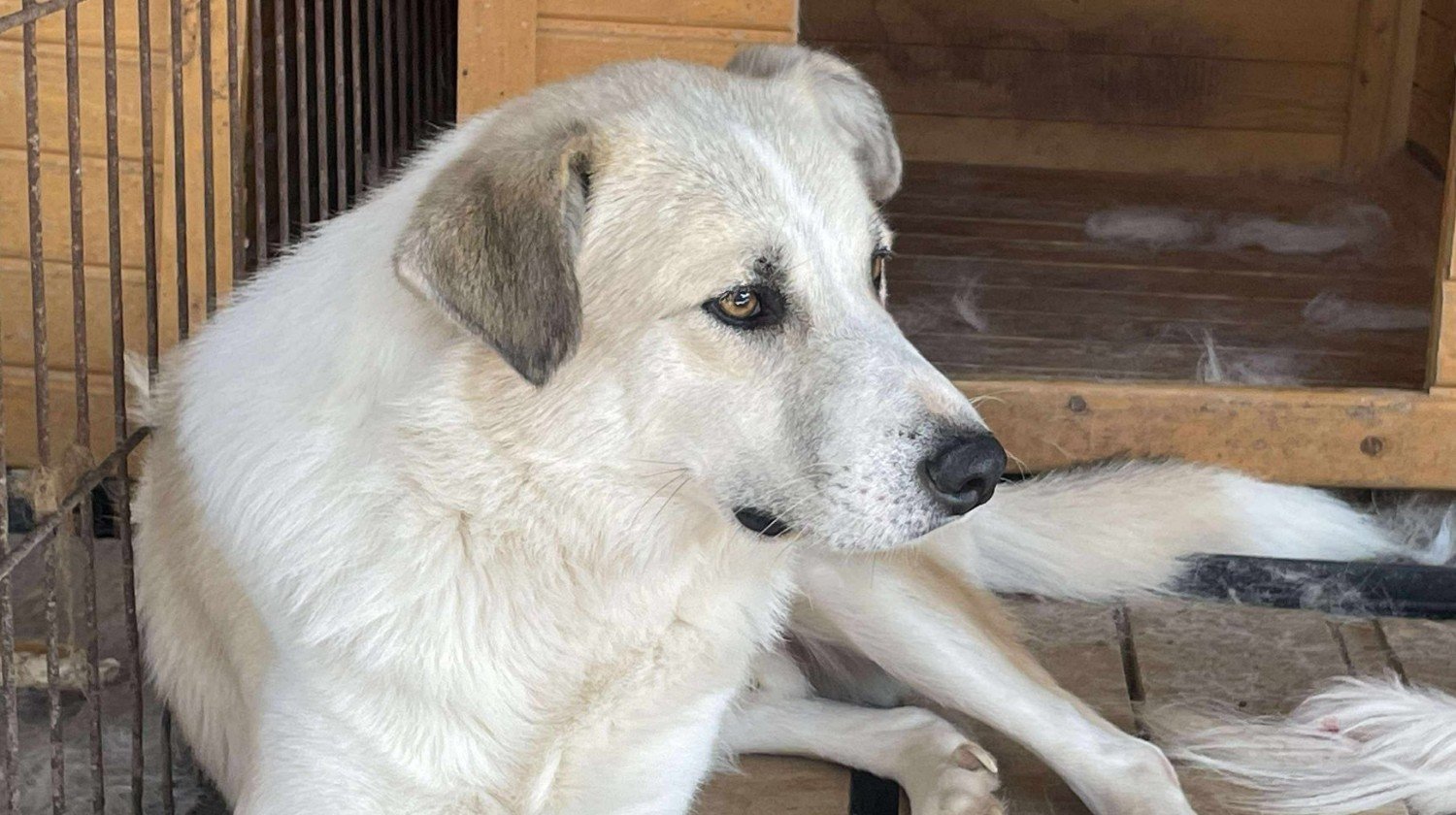 Zrzutka: Pies bez imienia | Barbara Chmiel