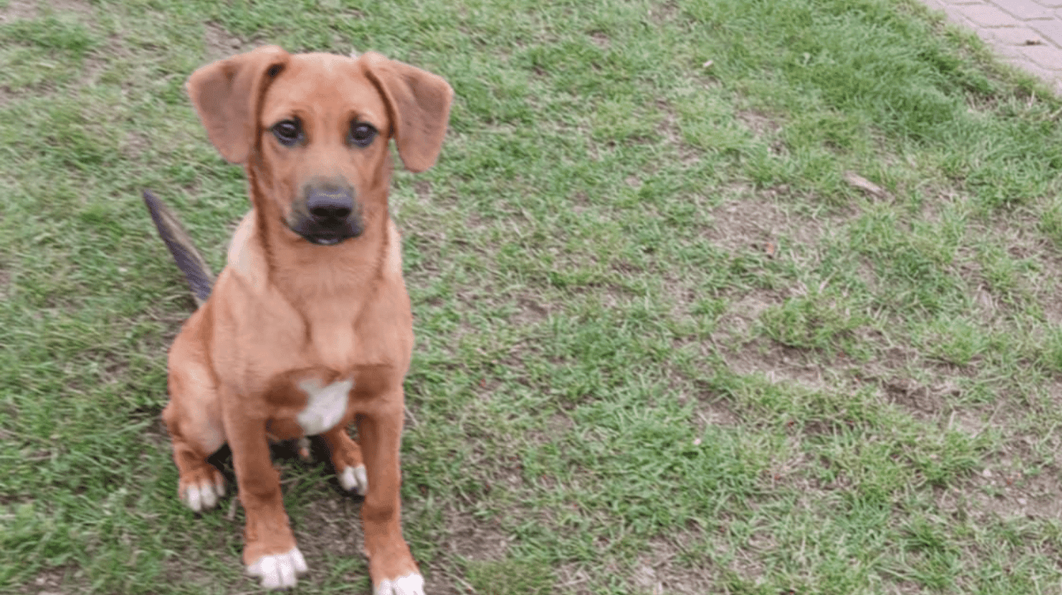 Zrzutka: Wsparcie w zakupie żywności dla rodzin i ich zwierząt. | Karol Rokicki