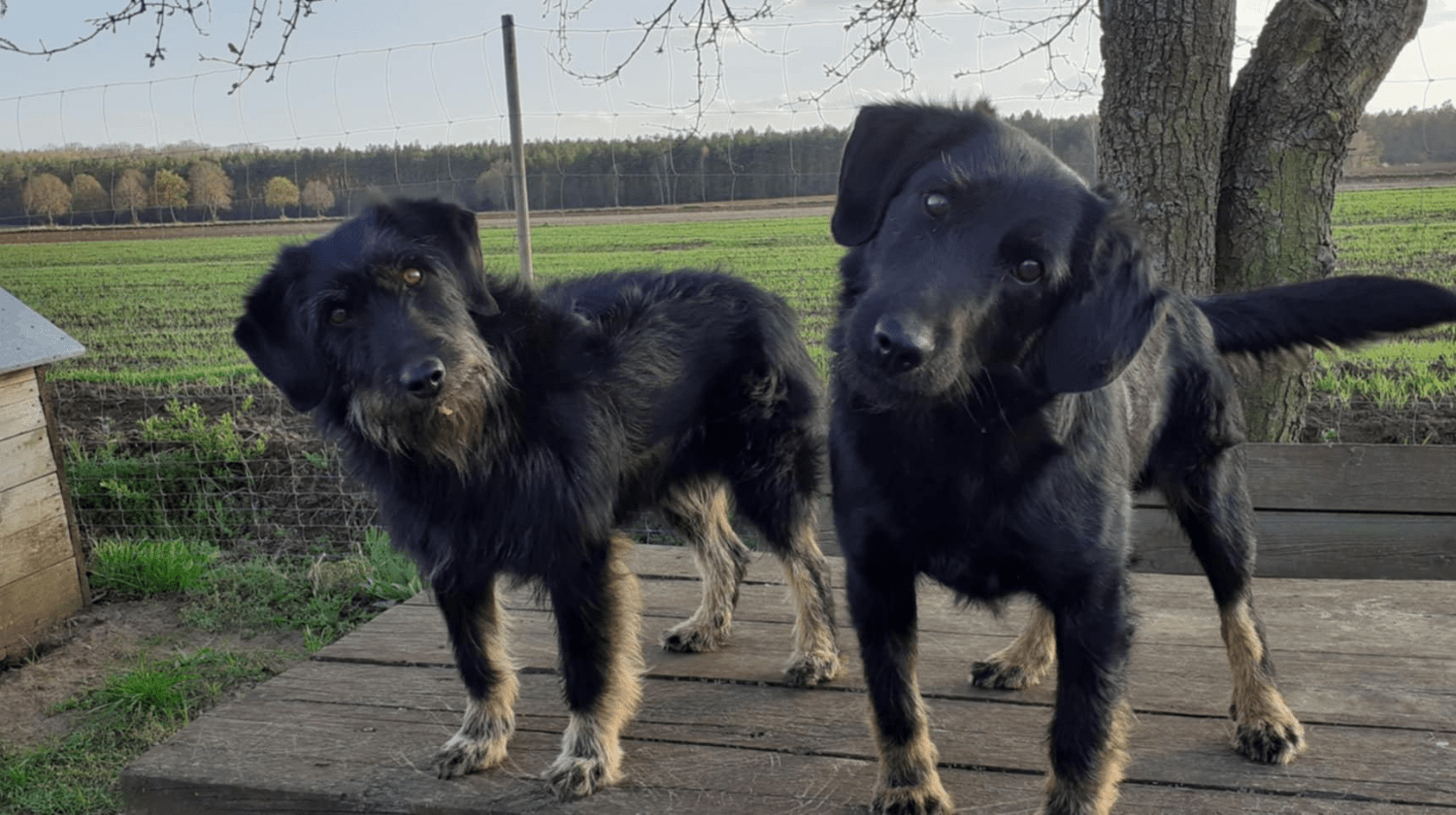 Zrzutka: Wsparcie w zakupie żywności dla rodzin i ich zwierząt. | Karol Rokicki